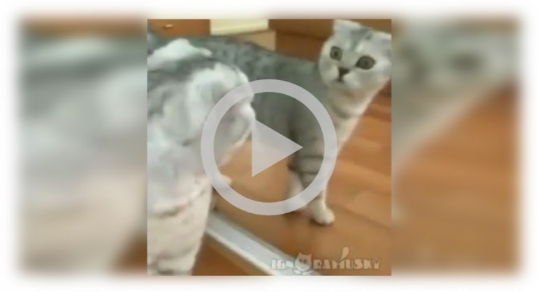 gato-espantado - BLOG.Petiko