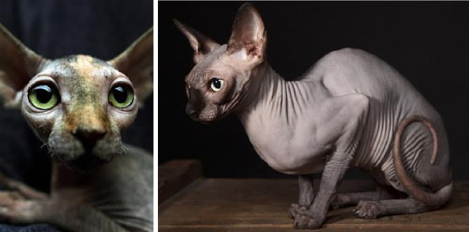 Racas Raras De Gatos 10 Razas De Gatos Más Raras Del Mundo YouTube