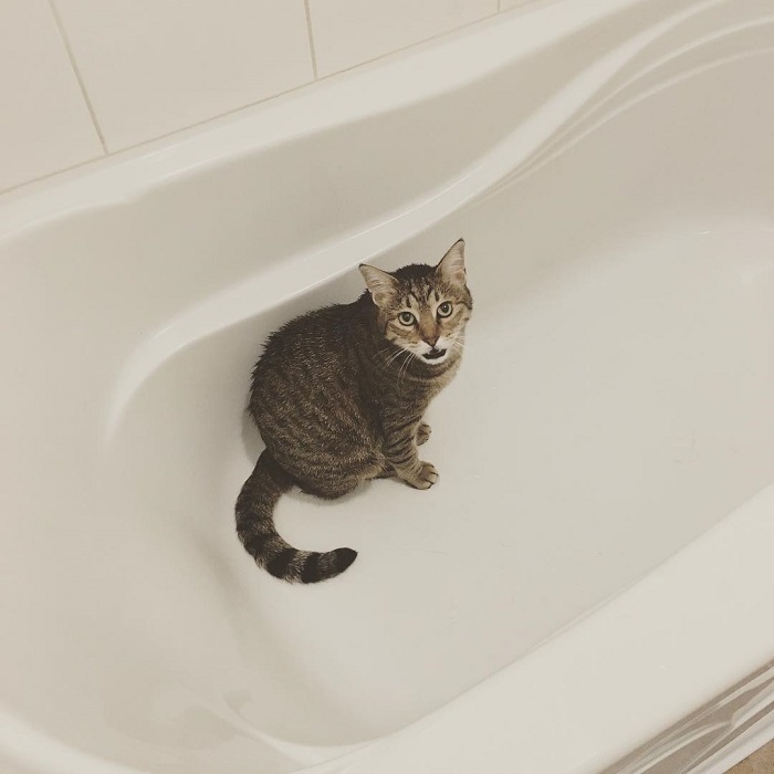 8-diferenca-cachorro-e-gato-G - BLOG.Petiko