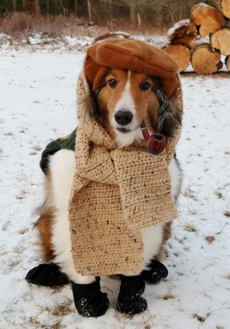 cachorro-preparado-para-frio - BLOG.Petiko