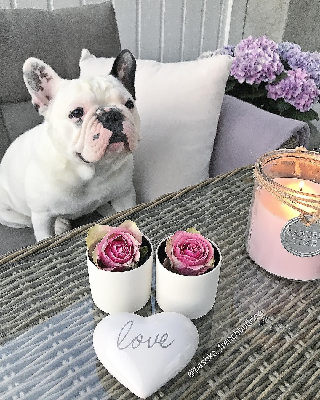 @pashka_frenchbulldog - BLOG.Petiko