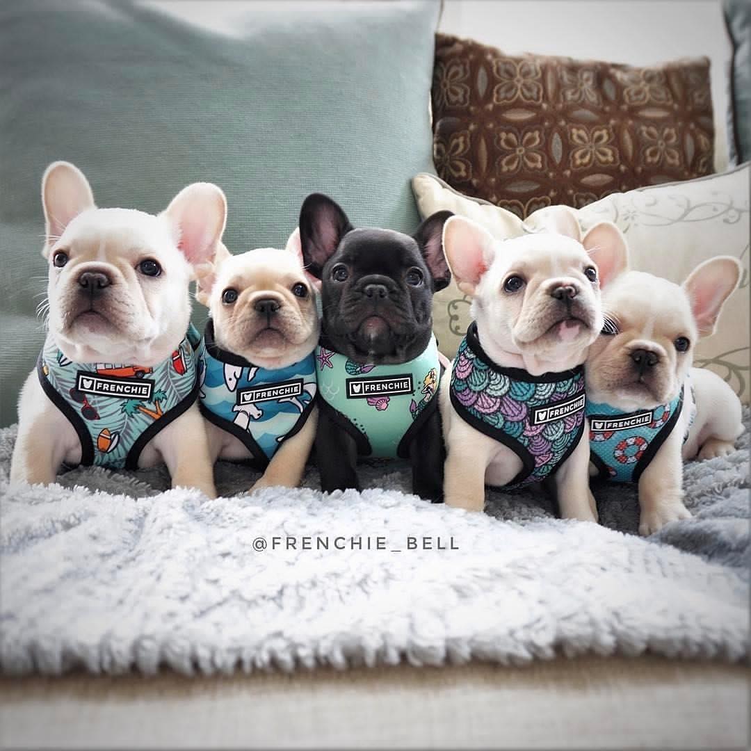 8 @frenchie_bell - BLOG.Petiko