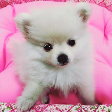 Fases do Desenvolvimento Canino