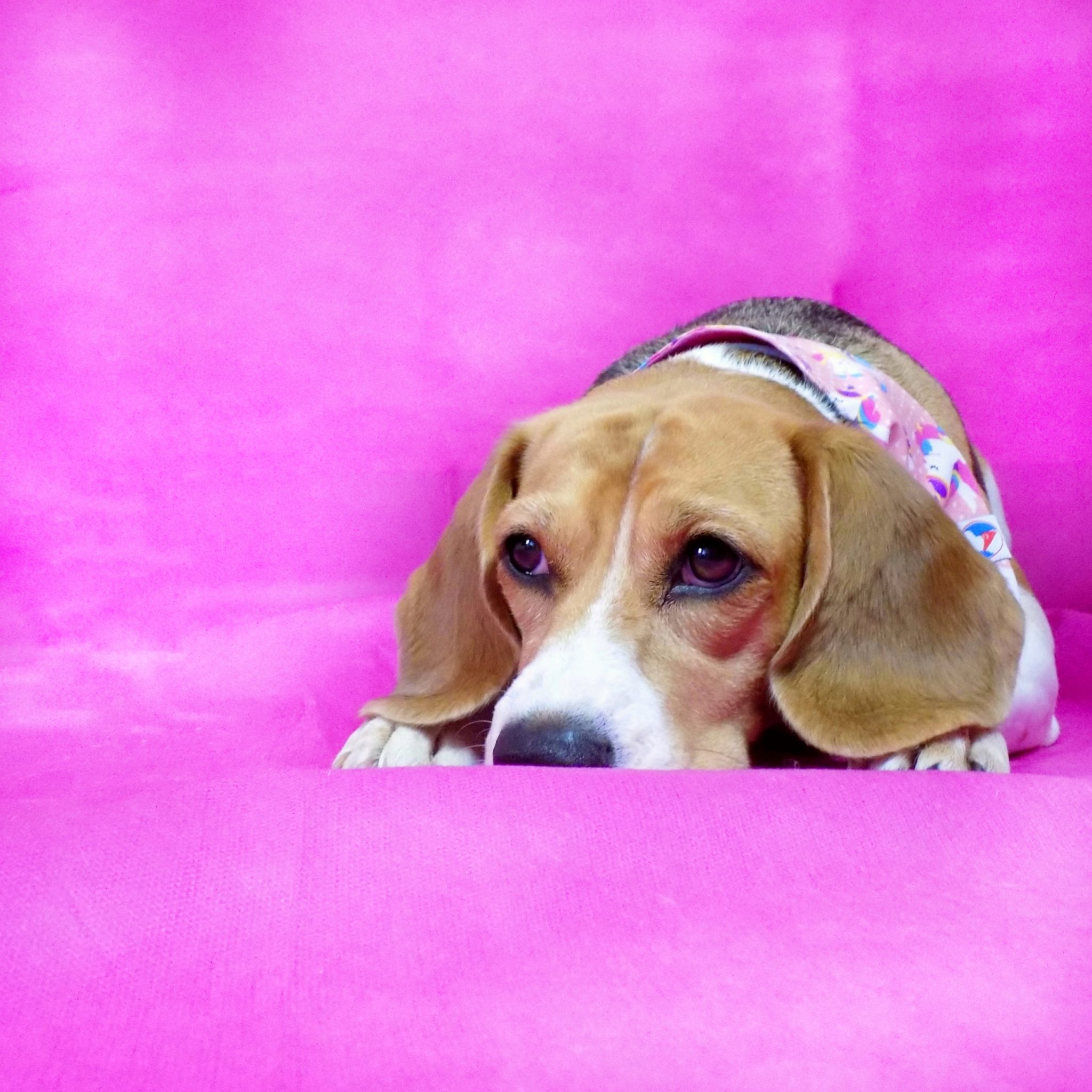 Tudo Sobre o Cão Beagle