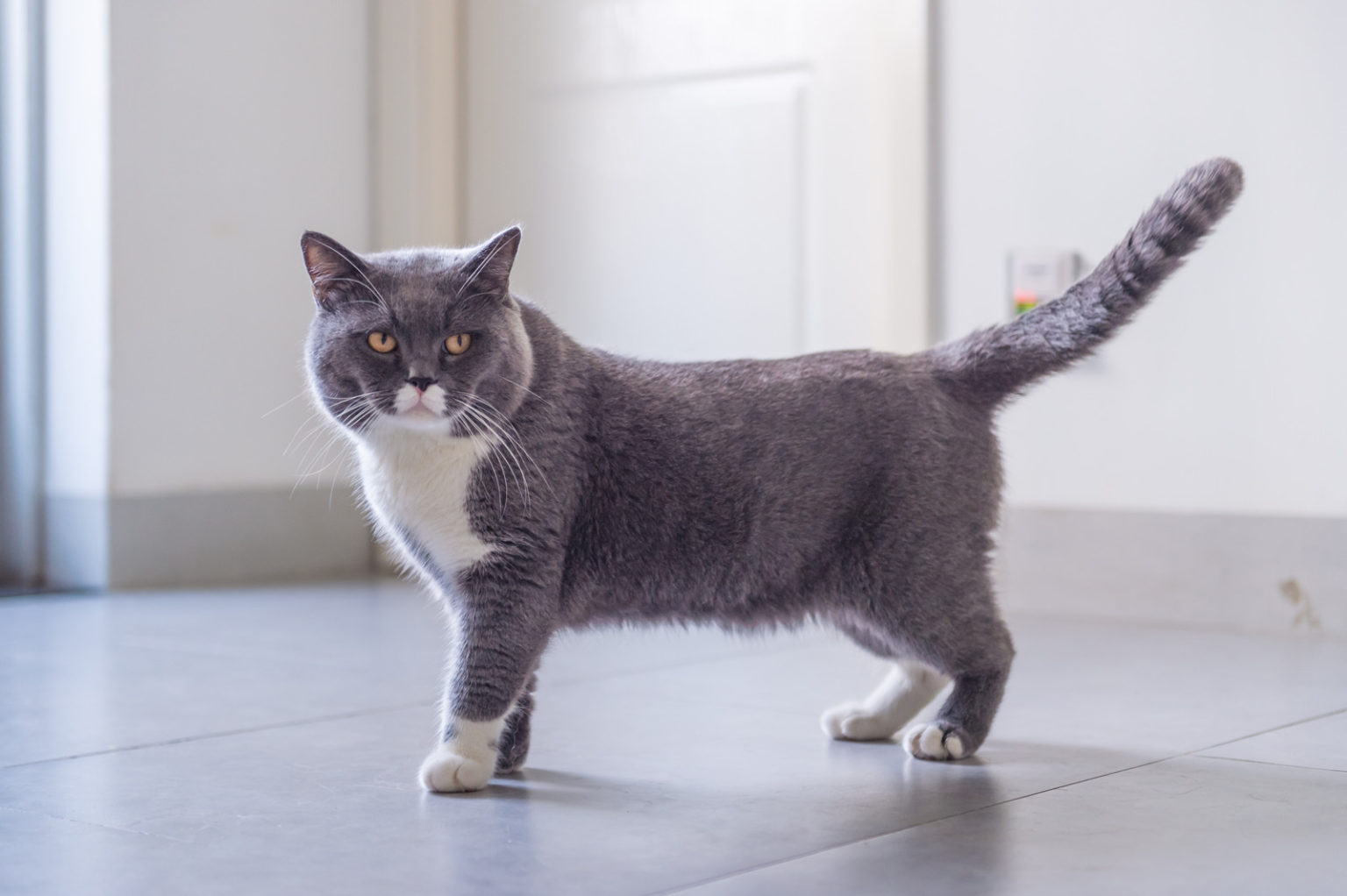 British Shorthair: saiba tudo sobre essa raça de gato - BLOG.Petiko
