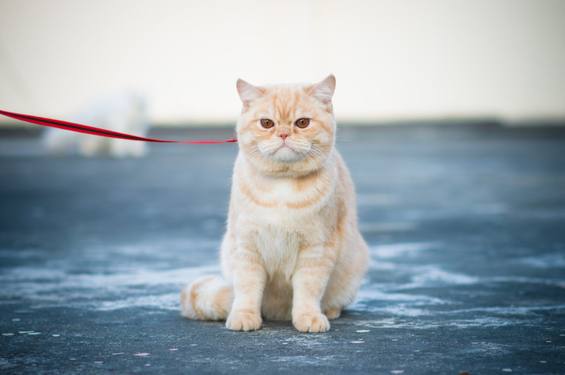 British Shorthair: saiba tudo sobre essa raça de gato - BLOG.Petiko