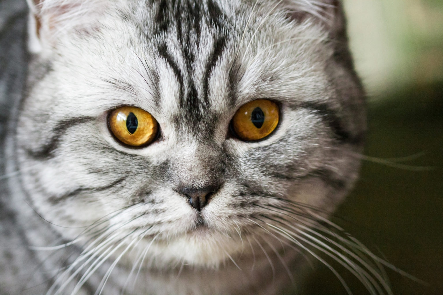 British Shorthair: saiba tudo sobre essa raça de gato - BLOG.Petiko