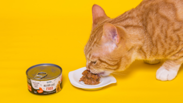 Melhor Patê Ever: conheça os benefícios para os gatos - BLOG.Petiko