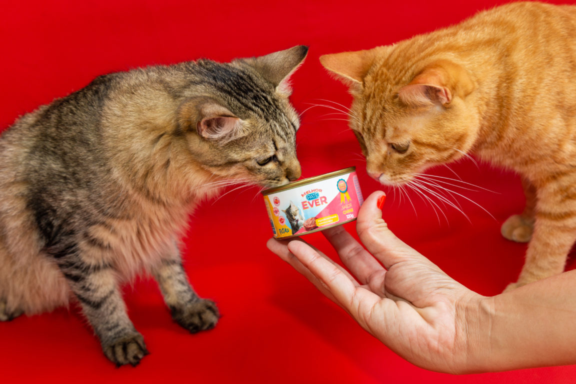 Melhor Patê Ever: conheça os benefícios para os gatos - BLOG.Petiko