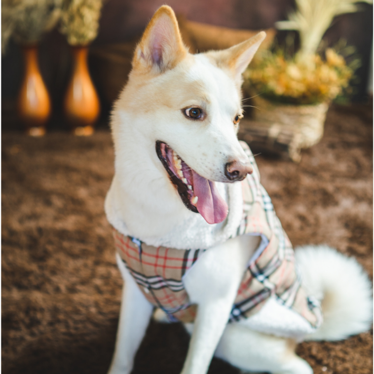 Como saber se meu pet está com frio? - BLOG.Petiko